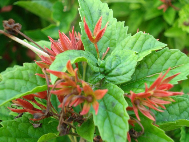 my G@Rdening frenzY: CLERODENDRUM CALAMITOSUM