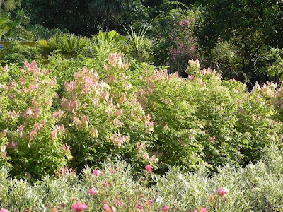 my G@Rdening frenzY: PHYLLANTHUS CUSCUTIFLORUS