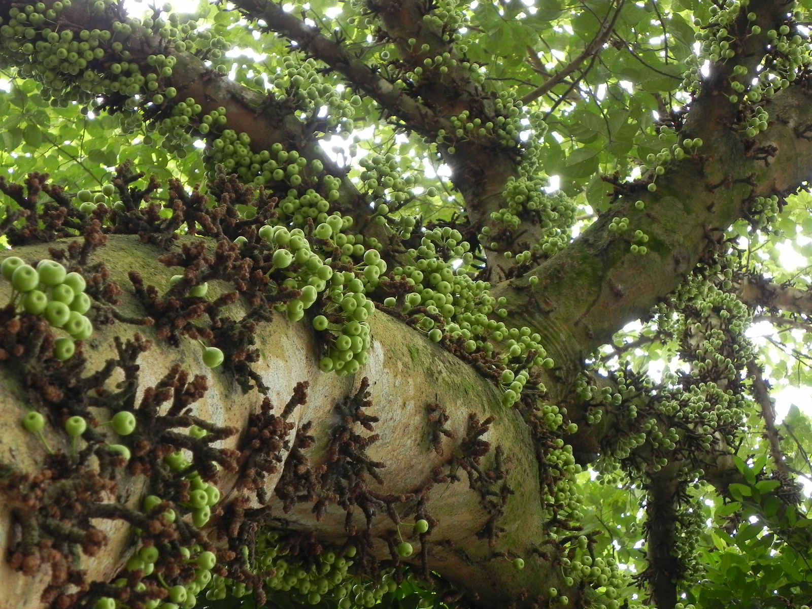 my G@Rdening frenzY: FICUS RACEMOSA