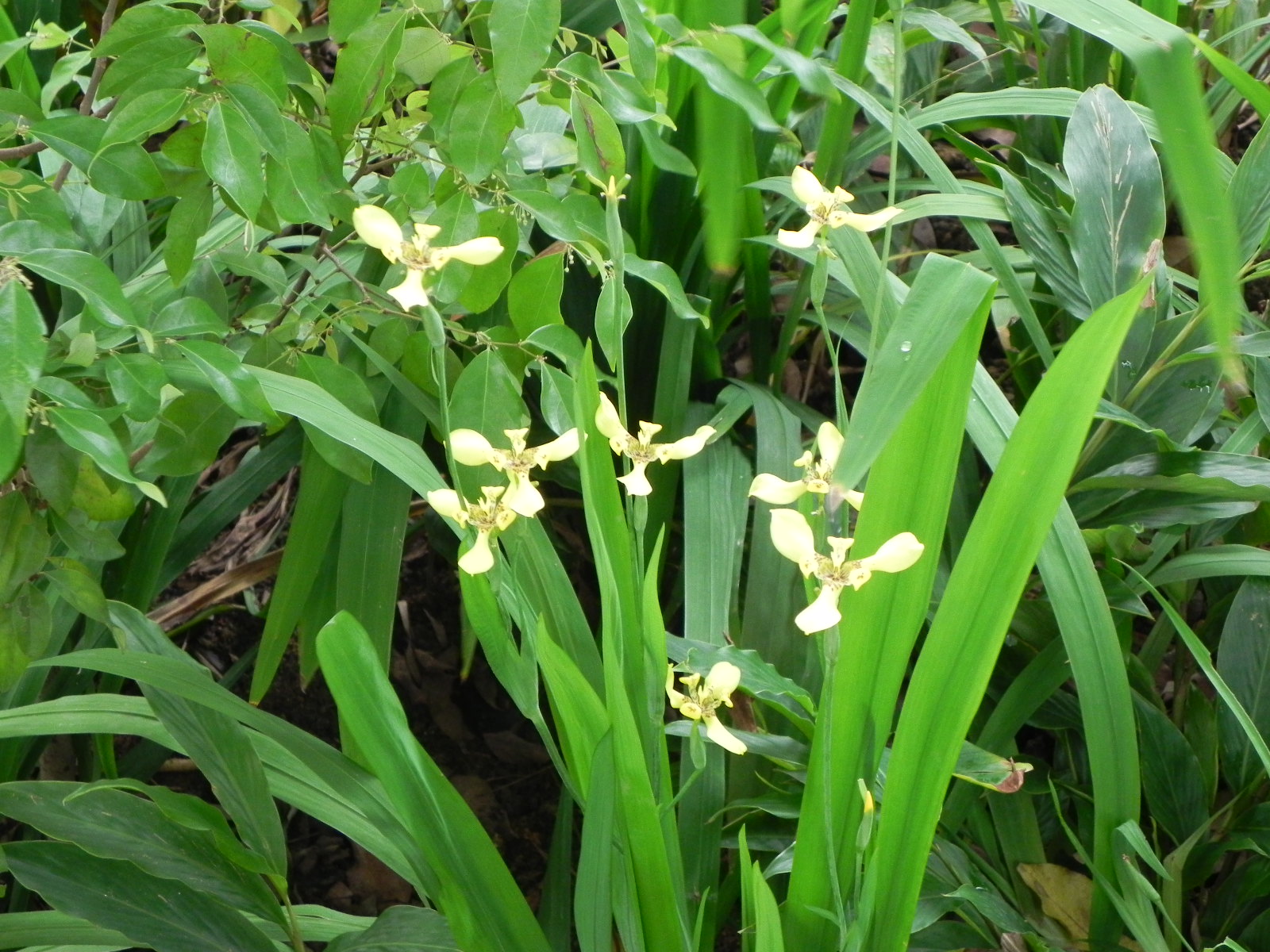 my G@Rdening frenzY: NEOMARICA LONGIFOLIA