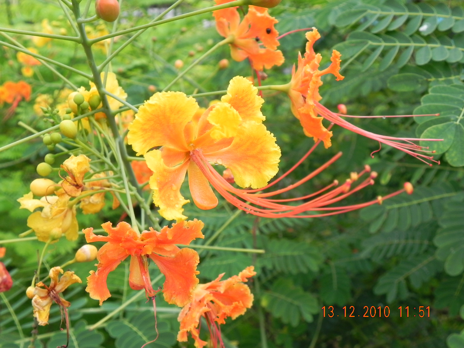 my G@Rdening frenzY: CAESALPINIA PULCHERRIMA
