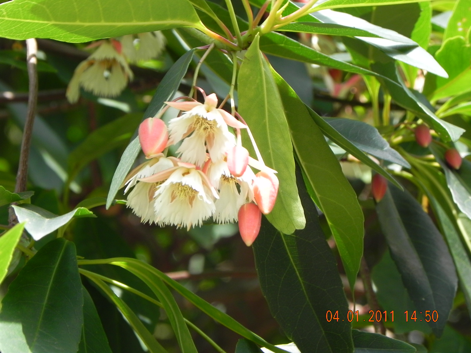 my G@Rdening frenzY: ELAEOCARPUS GRANDIFLORUS