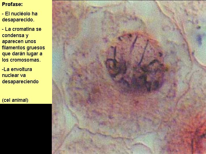 A Biologia da Célula: Mitose