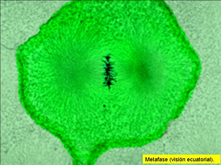 A Biologia da Célula: Mitose