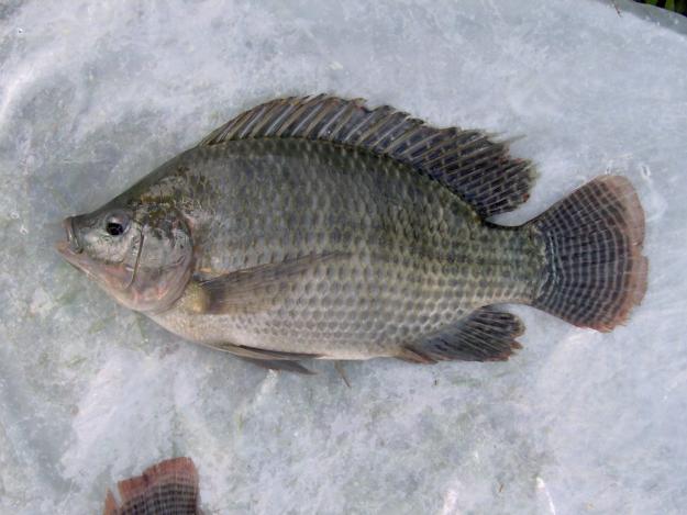 Ecolotepec Proyecto ecoturístico Sustentable y desarrollo Comunitario ...