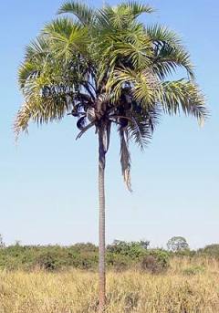 tudo sobre o cerrado: Guariroba uma planta do cerrado