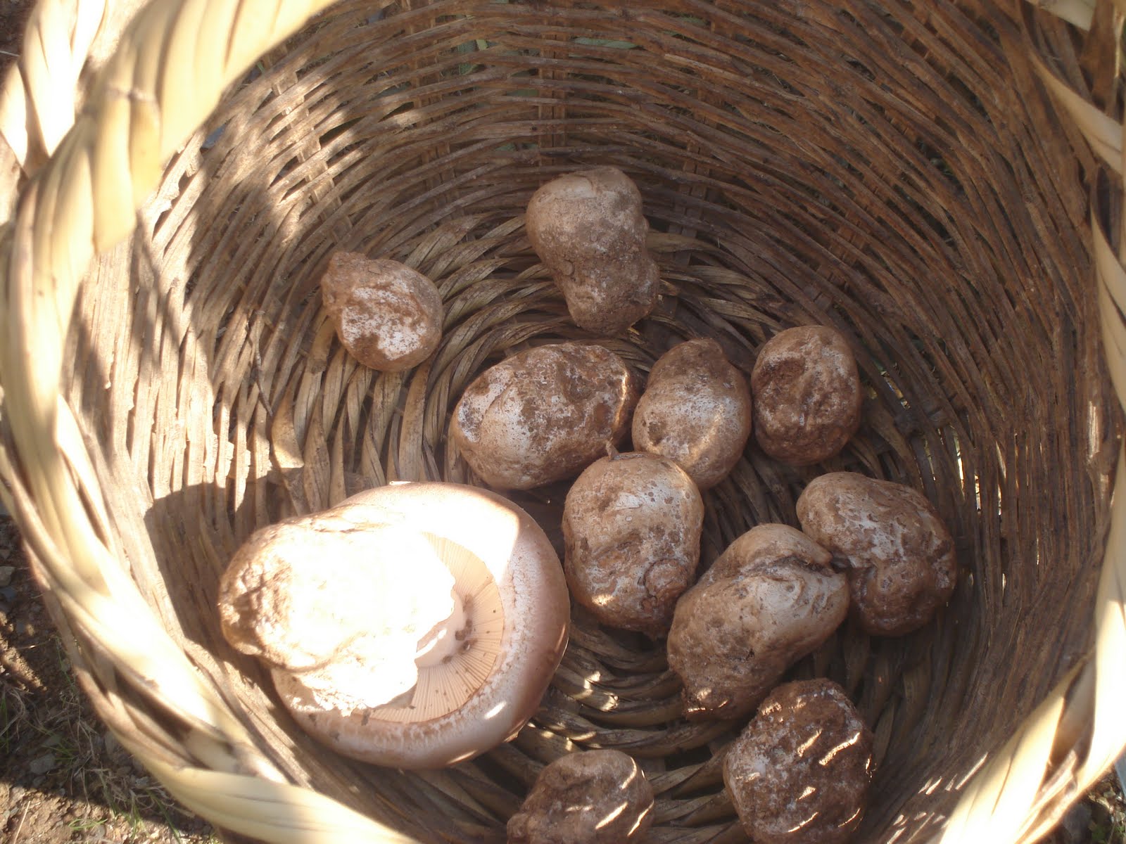 Niebla sport: ¿COMO EMPIEZA LA TEMPORADA? DE GURUMELOS