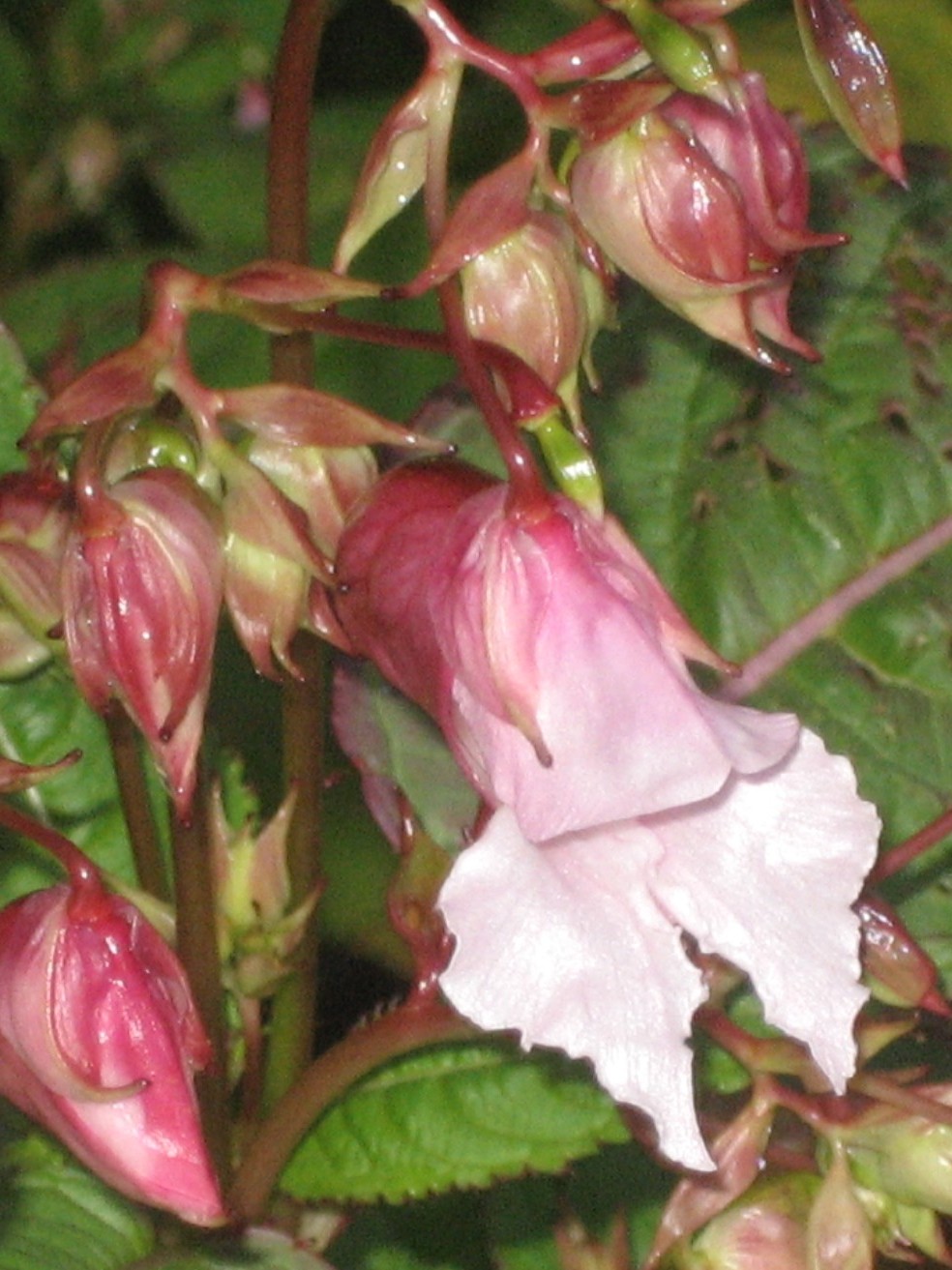 STUBBETUFSA: Springfrø og balsamin... full forvirring