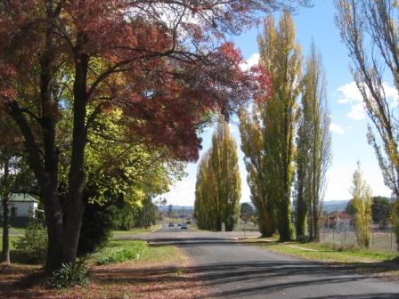 Wayward Rambler: Armidale Autumn