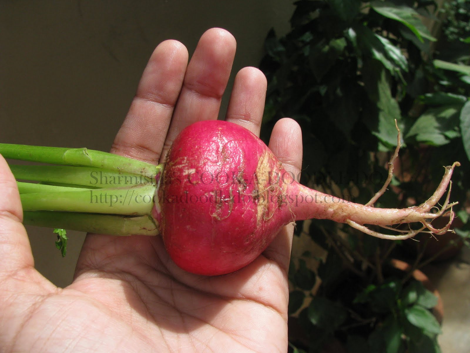 COOK-A-DOODLE-DO: A fresh harvest of Red Radish ...