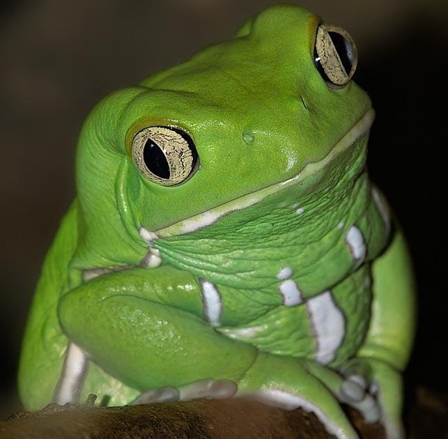 poze animale: broaste