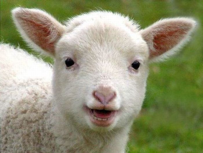 animale haioase: miel