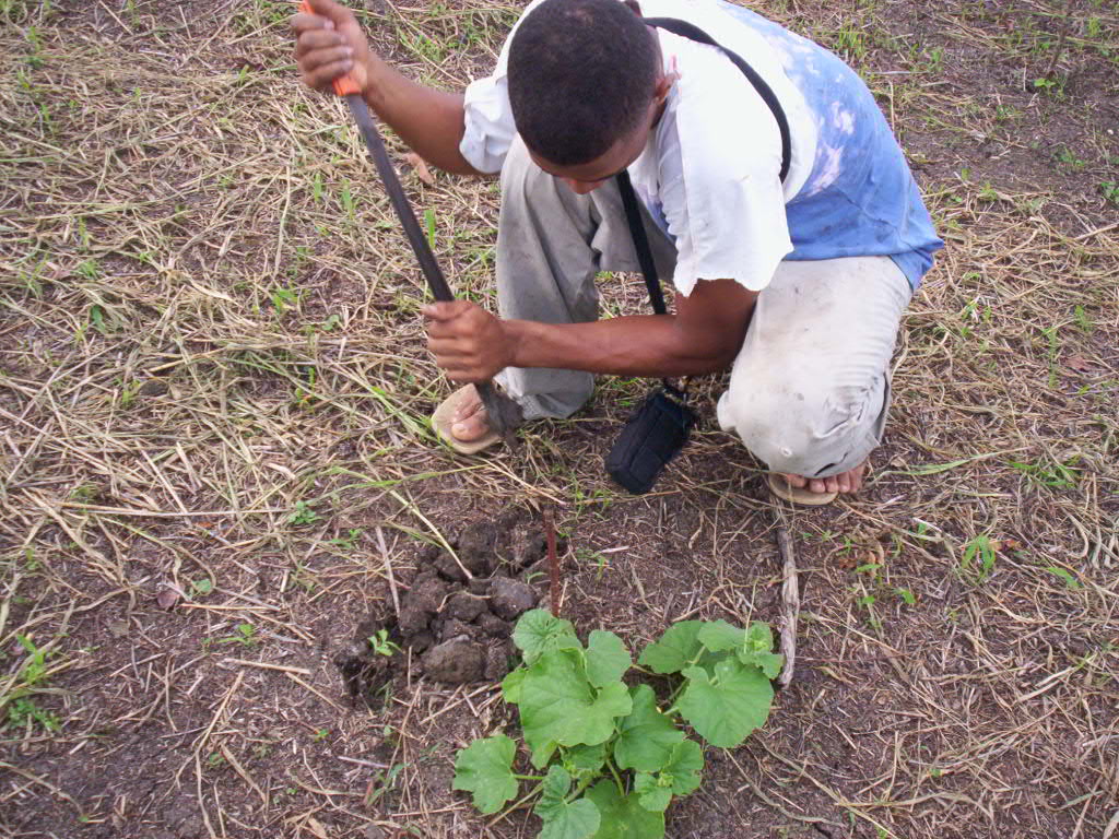 PROYECTO PRODUCTIVO ISLA BOA: APORCADO Y CRECIMIENTO DE PLANTAS