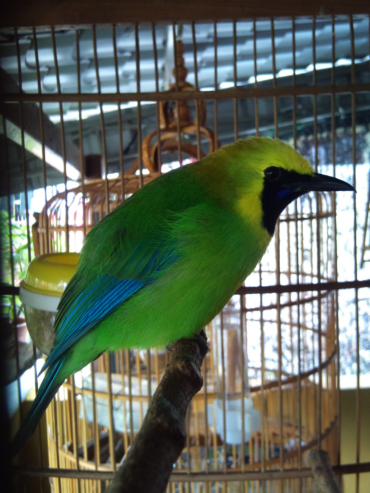 Leafbird Malaysia - Daun