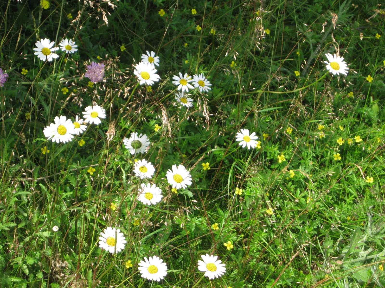 The Grahams' Great Escape: Norwegian Wild Flowers