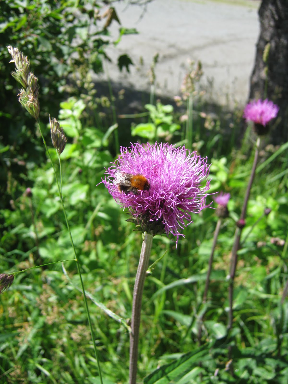 The Grahams' Great Escape: Norwegian Wild Flowers