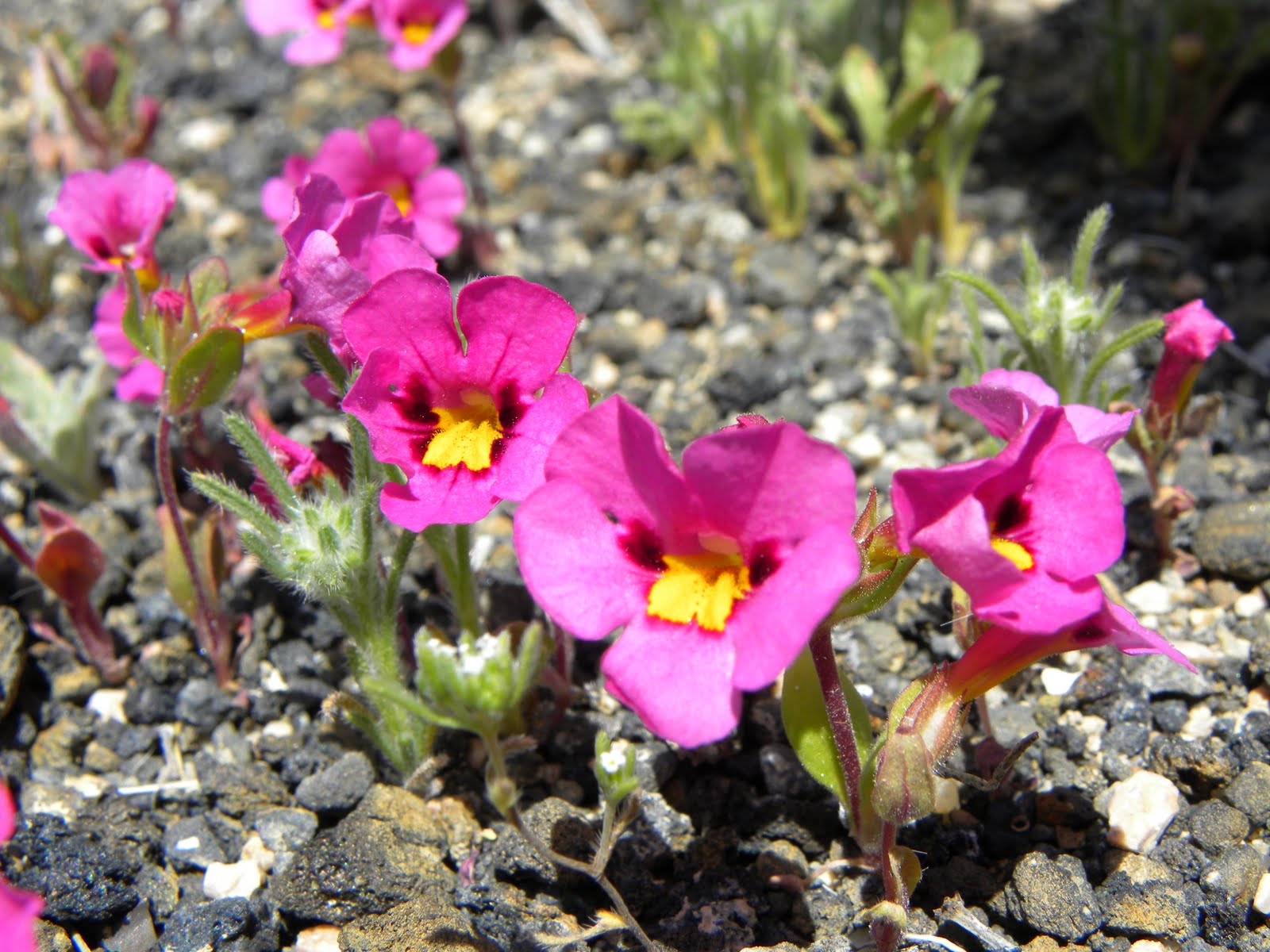 Blooms in the Mojave National Preserve
