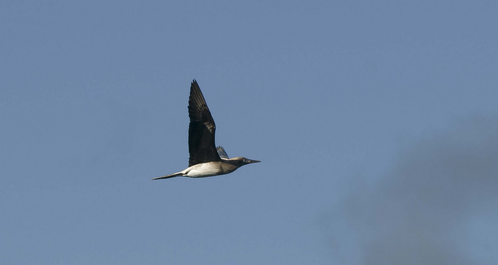 Alasdair Turner Photography: Some Birds of Kauai.