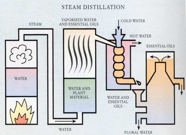 The WASM Blog: Kathleen Hamilton - Botanical Perfumery