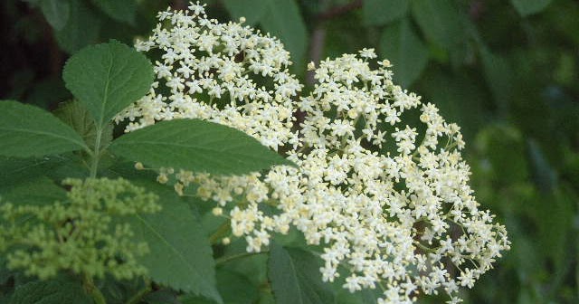 ANPP Animales y Plantas de Perú: Sauco - Sambucus peruviana H.B.K