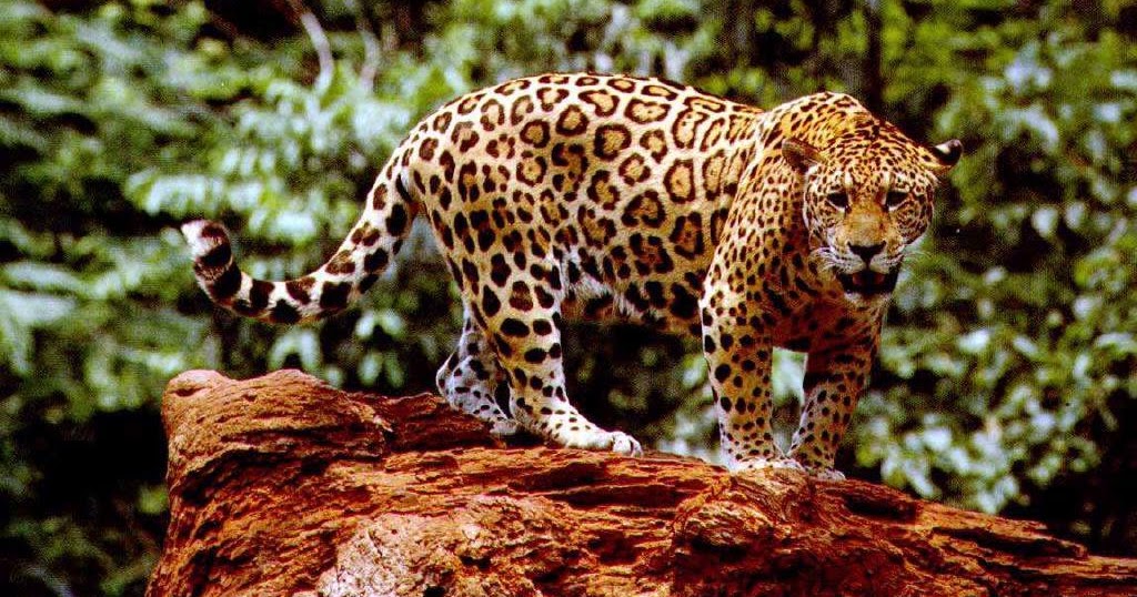 ANIMALES Y VEGETALES DE PERU: Jaguar - Panthera onca