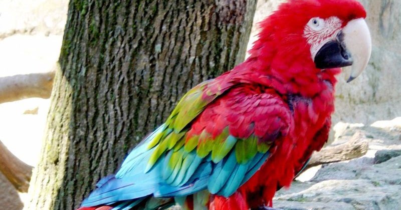 PLAAN : Guacamayo Rojo - Ara macao