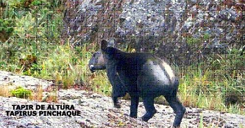 ANPP Animales y Plantas de Perú: Tapir de Altura - Tapirus pinchaque