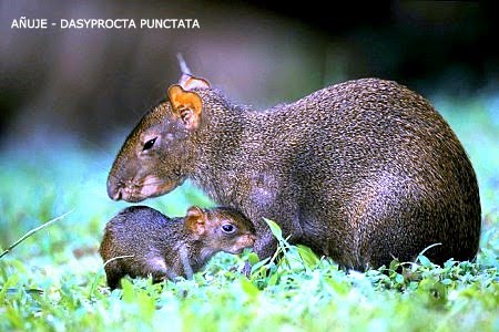Animales del Perú: Añuje - PERU