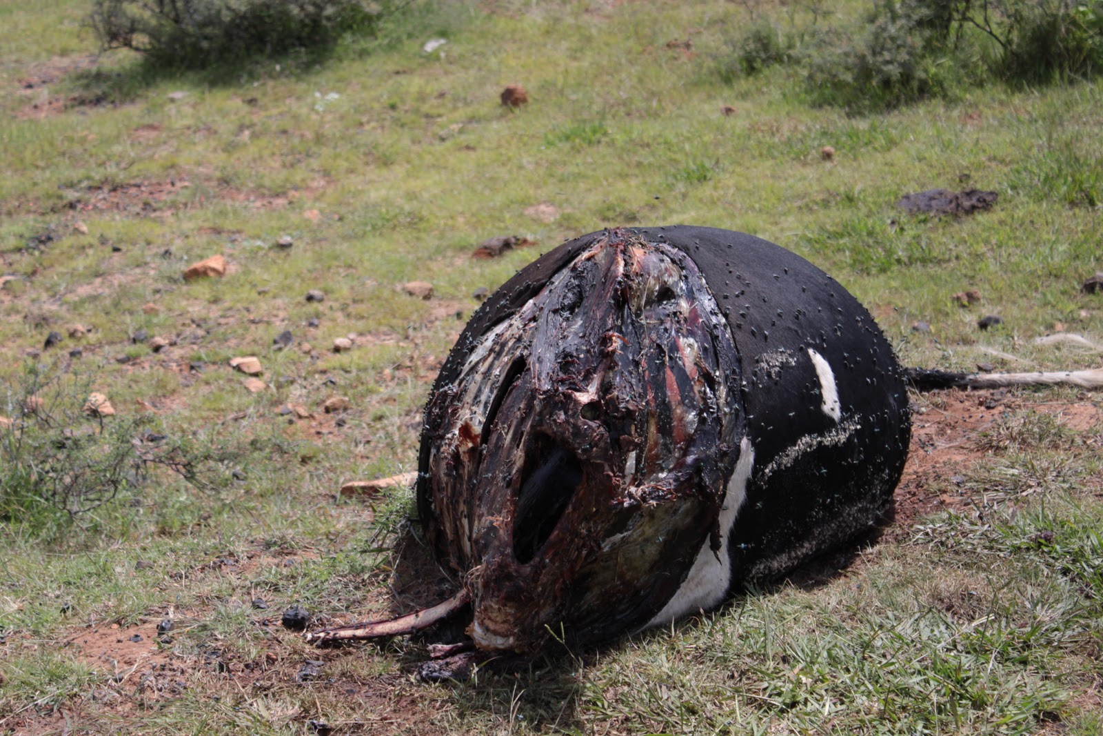 Puro Debraye: Vaca destazada por extraterrestres