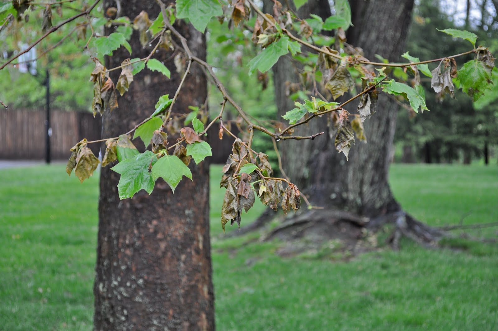 Wit's End: Goodbye, Sycamores.