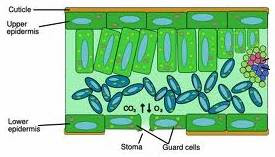 Biology: Introduction to Life: Multicellular organization - Plants ...