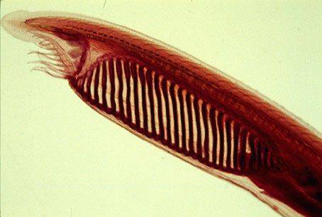 BioBlog: Cordados (2ºA): Subfilo: Cephalochordata