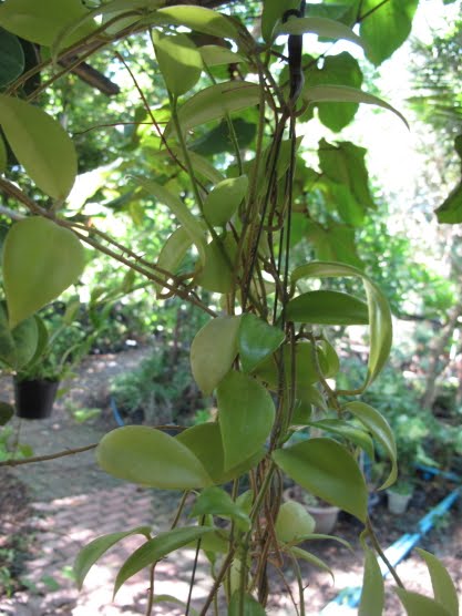 Hoya la !: More hoyas with names to check