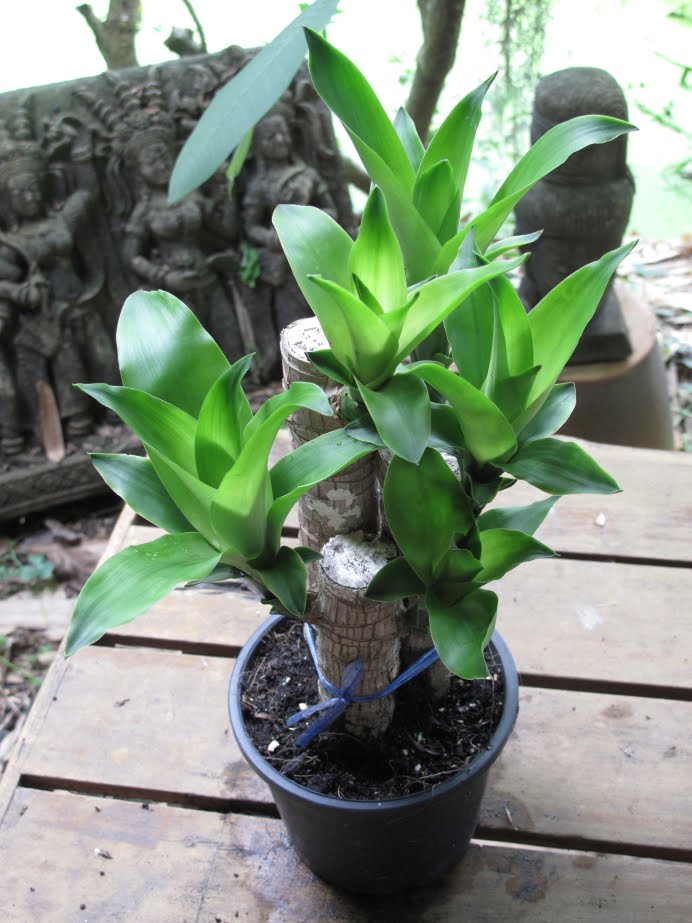 Aleyagarden : Dracaena: Dracaena produced in Thailand