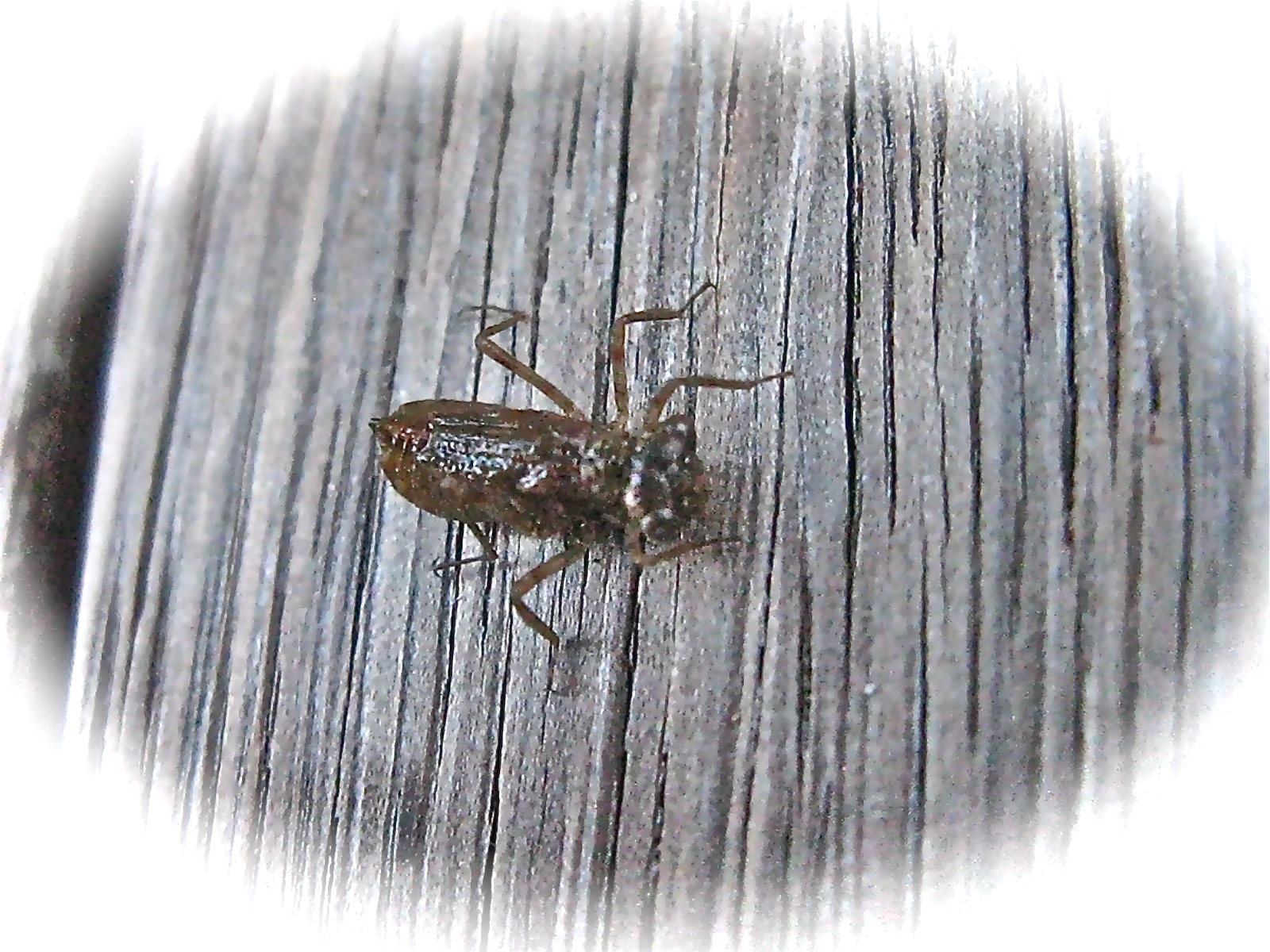 Rory's Frog Bog Blog