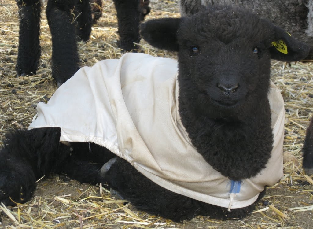 Grace Valley Farms: Cutest Lamb Contest
