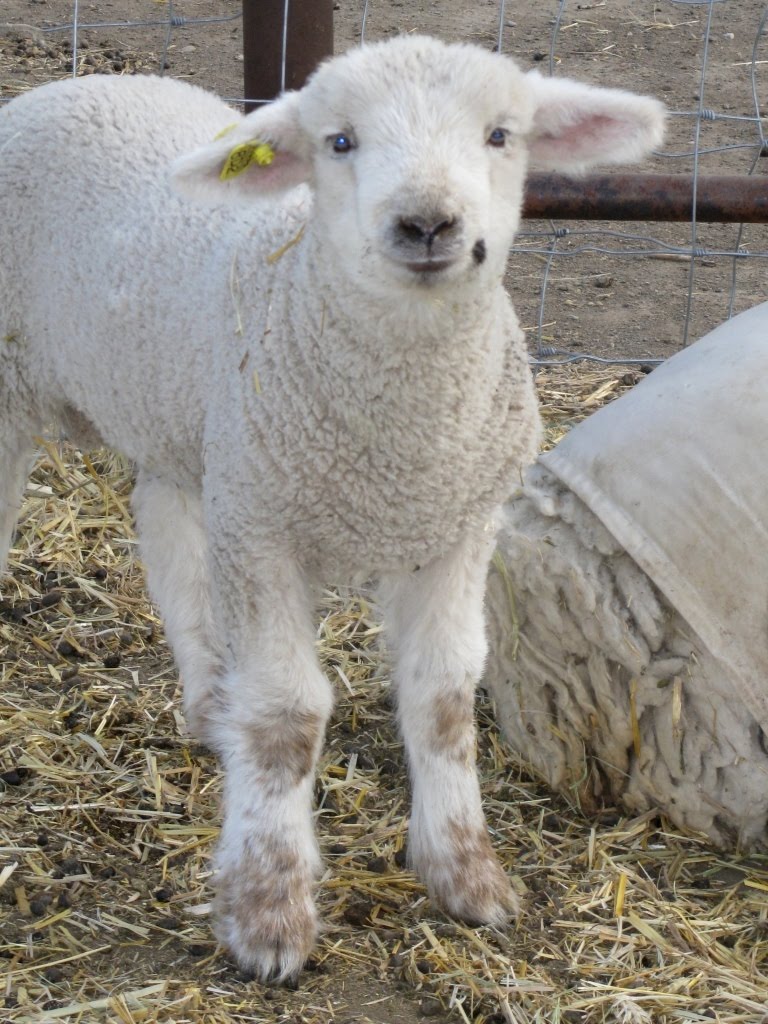 Grace Valley Farms: Cutest Lamb Contest