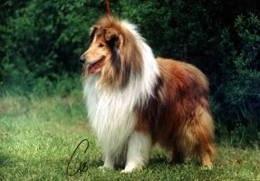 Collie cu par lung | Animale de companie