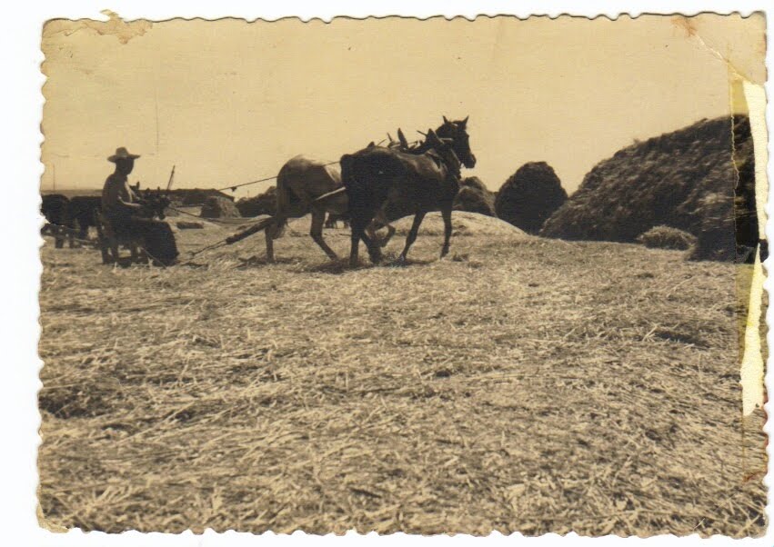 Santa Mª de Riaza: LA TRILLA EN LAS ERAS DE SANTA MARÍA DE RIAZA