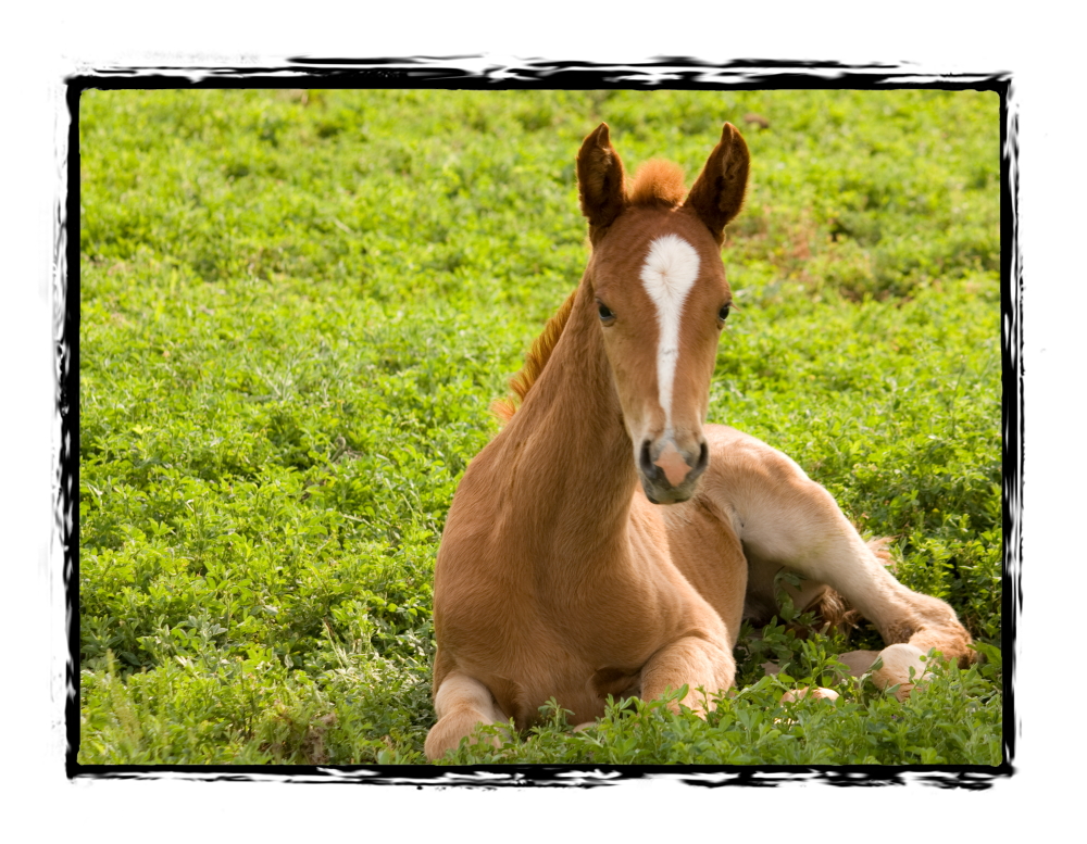 NPICS Photography: Troeteldiere - Pets