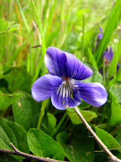 Ebey's Forever: Painting a prairie spring portrait