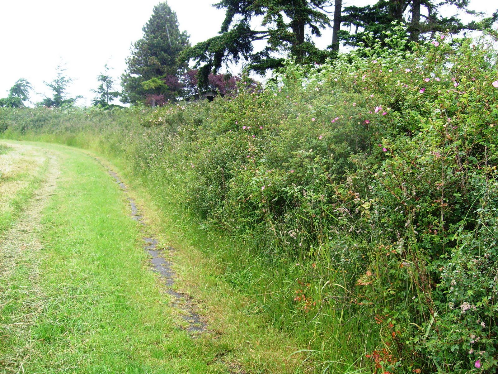 Ebey's Forever: Hedgerows