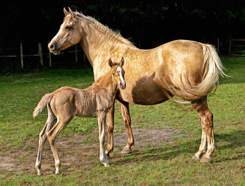 |=|Sítio Do Cavalo|=|: GALICENO