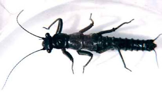 Hormiga exploradora: Un insecto para la medicina