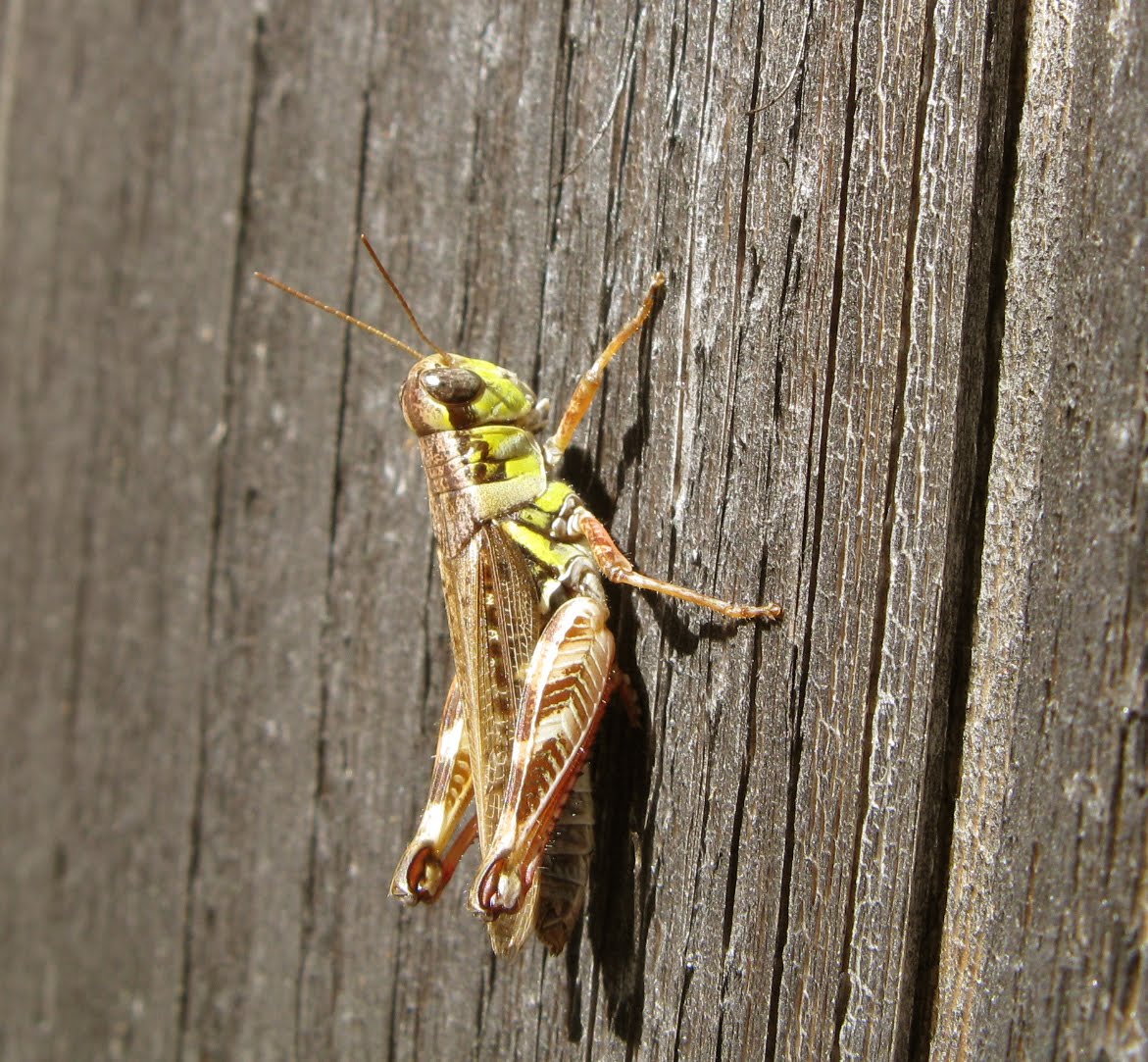Gibsons Nature Watch: Ah, Grasshopper..