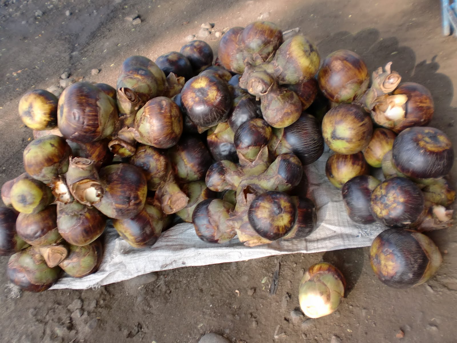 .: Buah Siwalan Adalah Buah Asli Indonesia