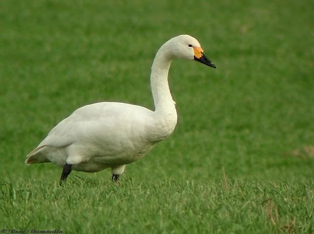 Tierra de patos: Cisne de tundra (Cygnus columbianus)*