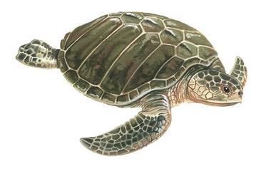 Laberinto en extinción: Tortuga lora (Lepidochelys kempii)