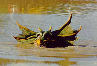 Be-and-Me: What's a Bunyip?