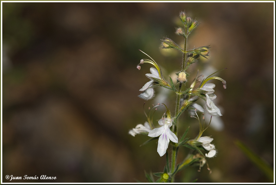 EL APRENDIZ DE FOTÓGRAFO: Flora de Cazorla